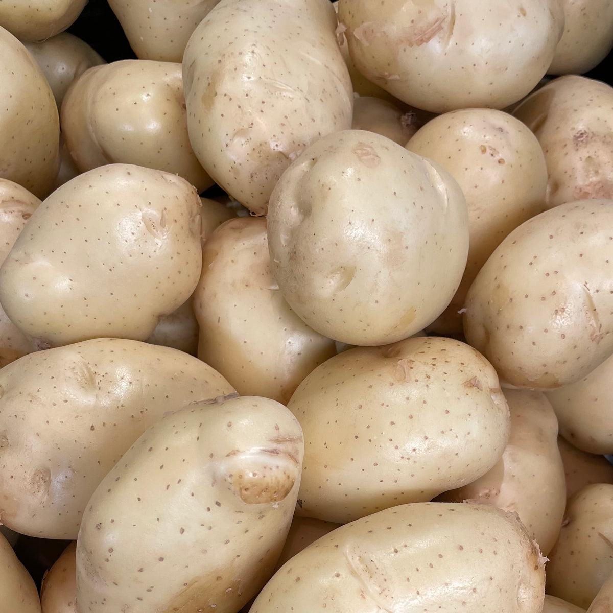 Ontario White Potatoes (10lb Bag) – CC Produce